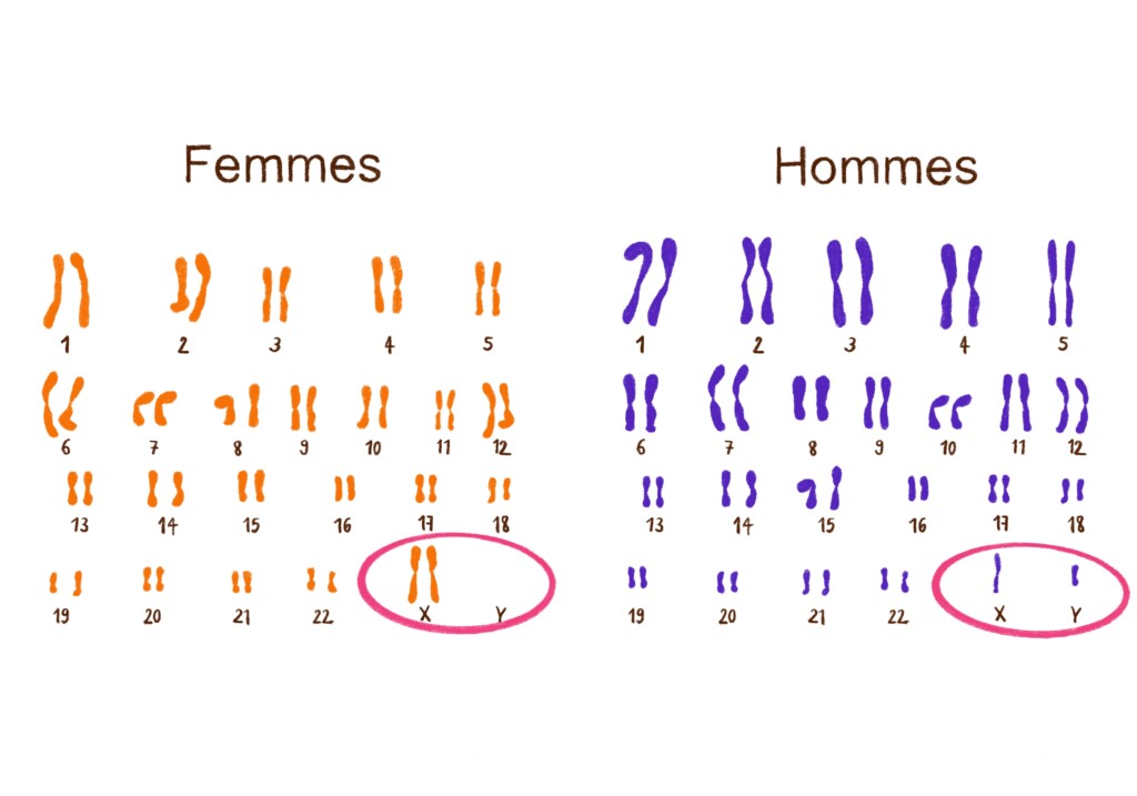 De La N cessit De Consid rer Le Genre En Recherche Biom dicale