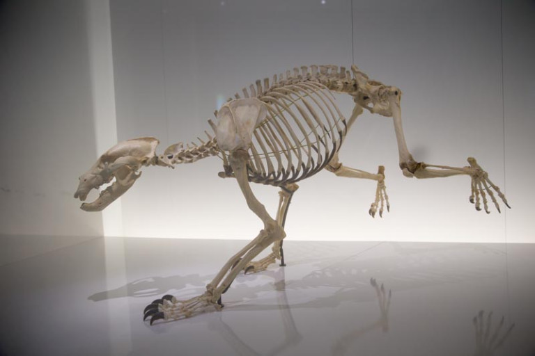 Ours des Pyrénées : un patrimoine naturel commun conservé au Muséum de ...