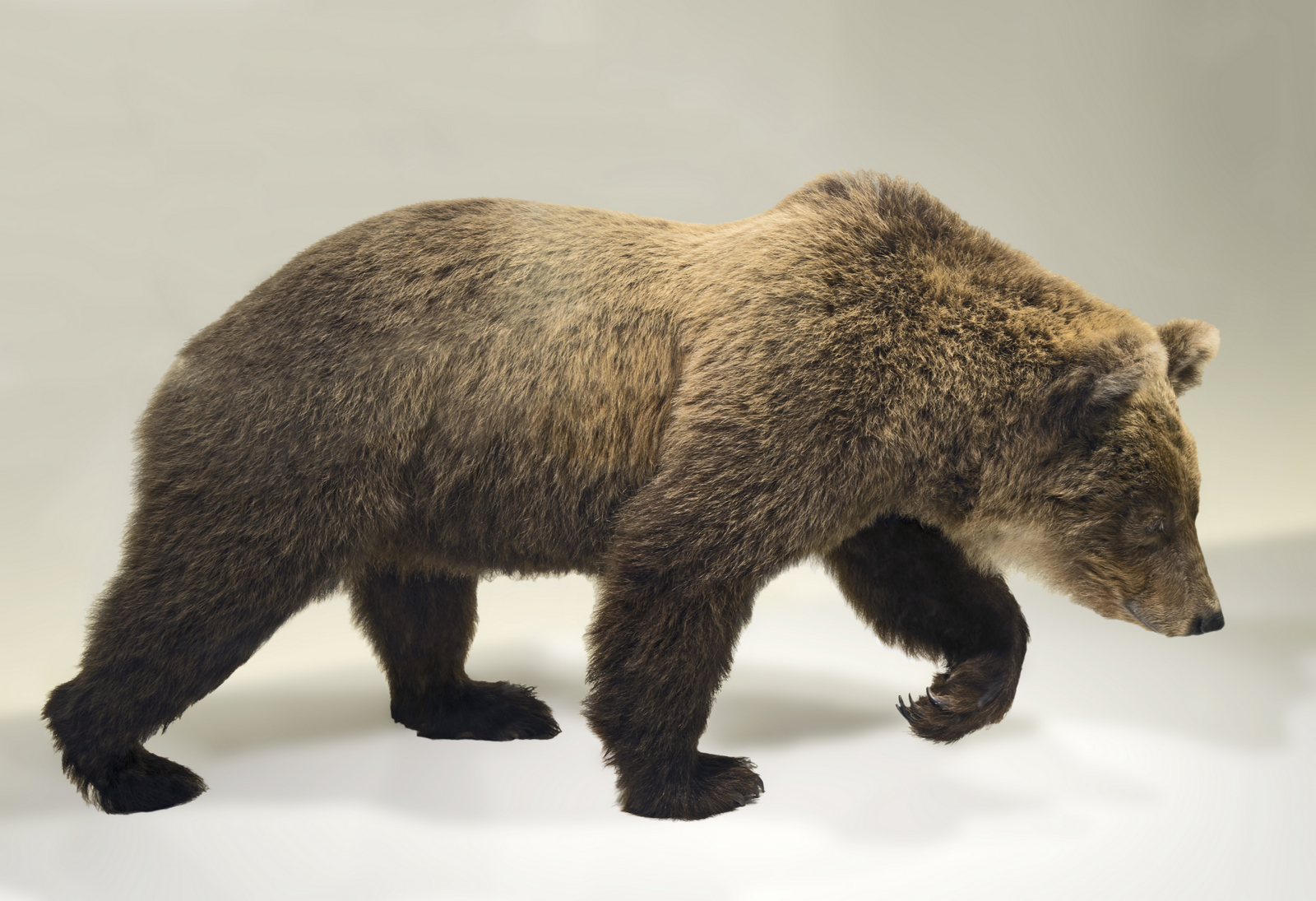 Ours des Pyrénées : un patrimoine naturel commun conservé au Muséum de ...