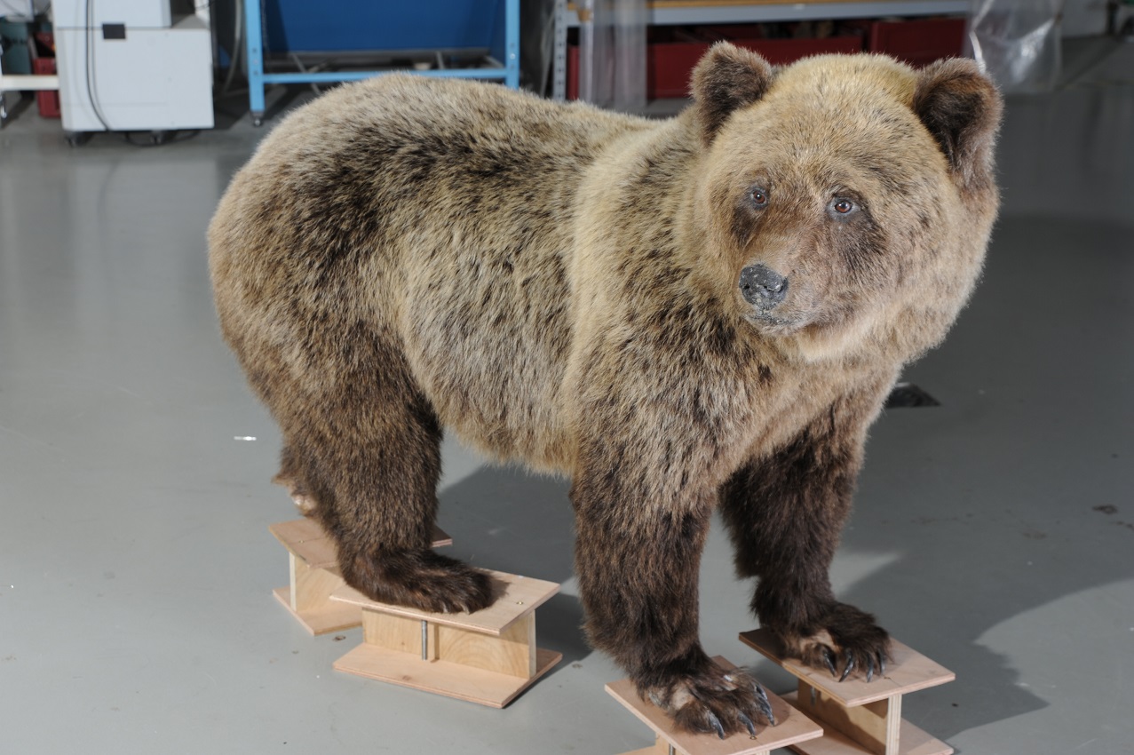Ours des Pyrénées : un patrimoine naturel commun conservé au Muséum de ...