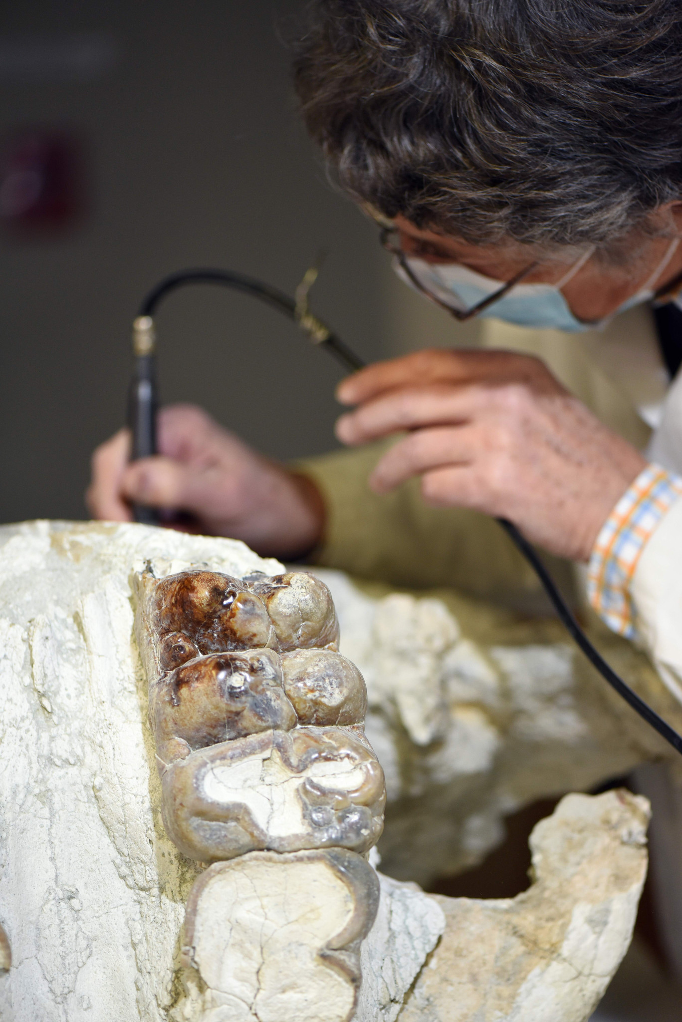Un mastodonte découvert en Haute-Garonne ! - Muséum de Toulouse