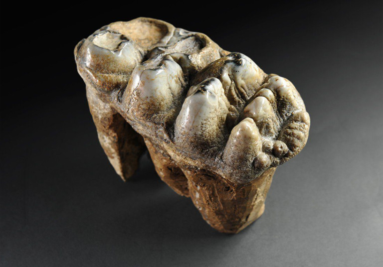 Un mastodonte découvert en Haute-Garonne ! - Muséum de Toulouse