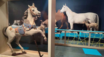 cheval - Muséum de Toulouse
